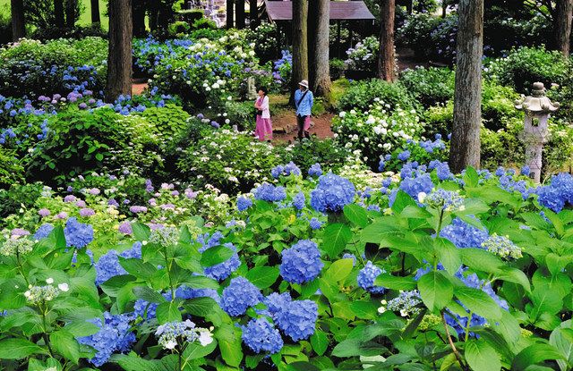 あじさい寺境内しっとりと 伊那深妙寺で見頃中日新聞Web