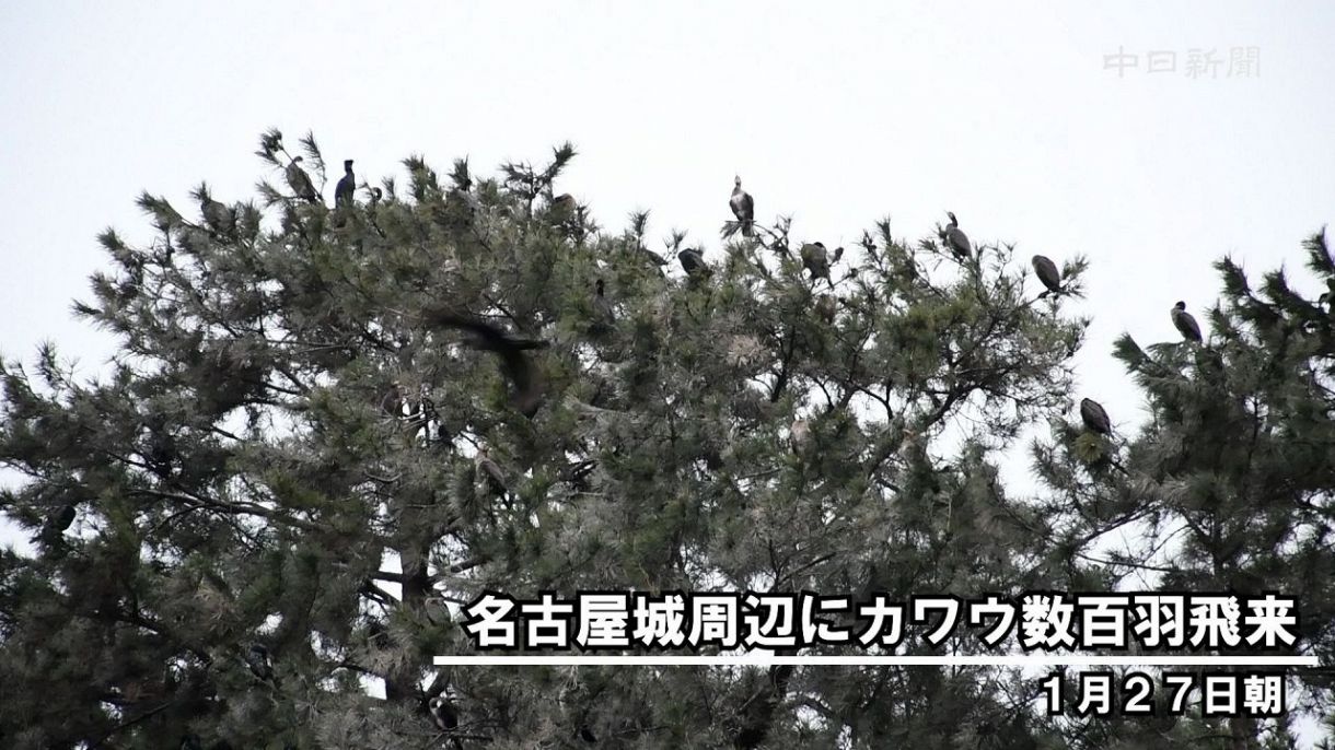 名古屋城周辺にカワウ数百羽が飛来ふんで石垣真っ白中日新聞Web