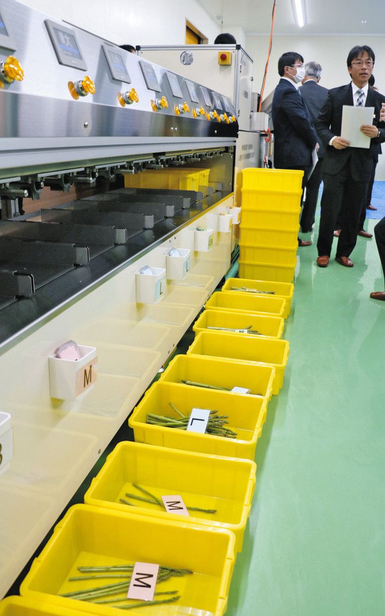 アスパラガスの生産拡大目指す JA上伊那南箕輪に共同選荷施設中日新聞Web