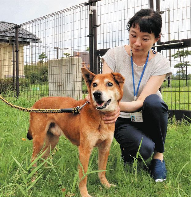 保護犬家族探し奮闘 金沢動物愛護管理センター殺処分ゼロへ北陸中日新聞Web Cheriee NEWS