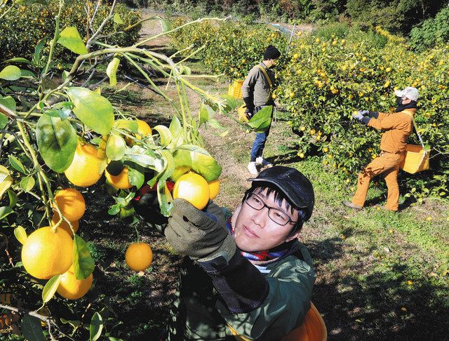 マイヤーレモンの収穫最盛期 御浜の農園中日新聞Web