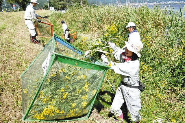 特定外来植物オオハンゴンソウを駆除 諏訪湖畔の繁殖地中日新聞Web