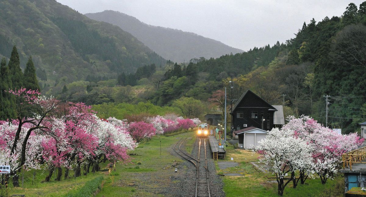 桃源郷に一番列車 JR越美北線勝原駅周辺でハナモモ満開中日新聞Web
