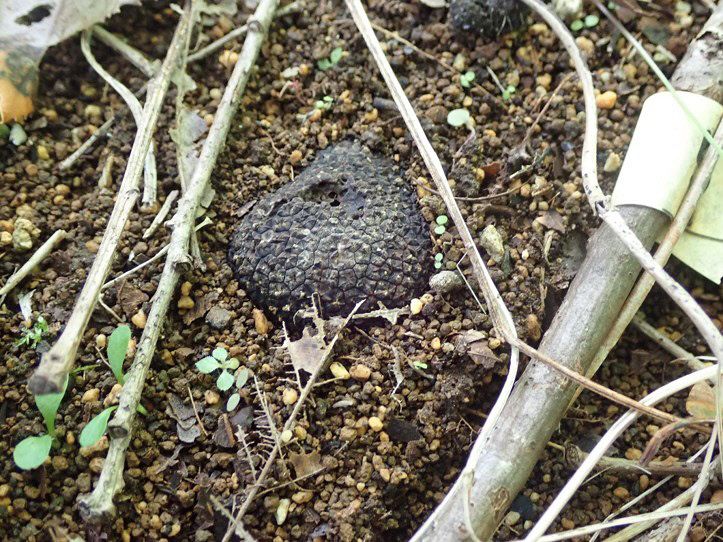 Artificial Growth of Black Truffle Succeeded for the First Time in ...