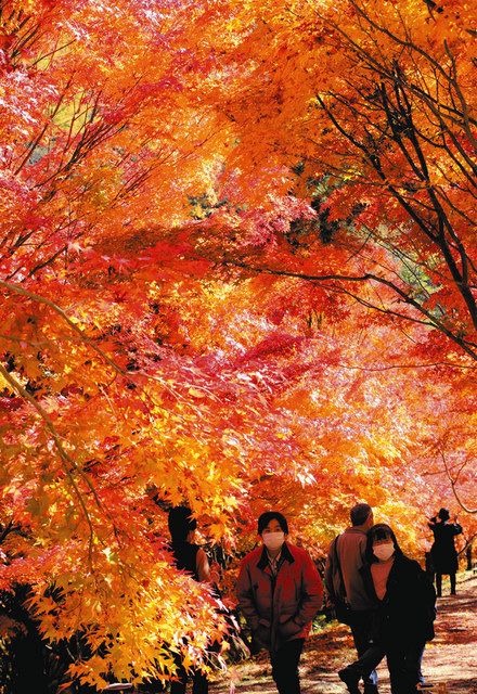 「もみじ湖」に秋の便り 箕輪ダム：中日新聞Web