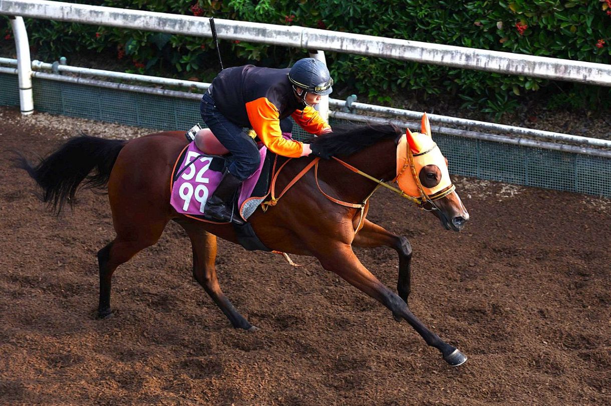 【ローズS追い切り】ショウナンパンドラの妹チェルビアットは坂路4F56秒0ー12秒3、高野師「3歳春のパンドラよりしっかりしてる」：中日スポーツ・東京中日スポーツ