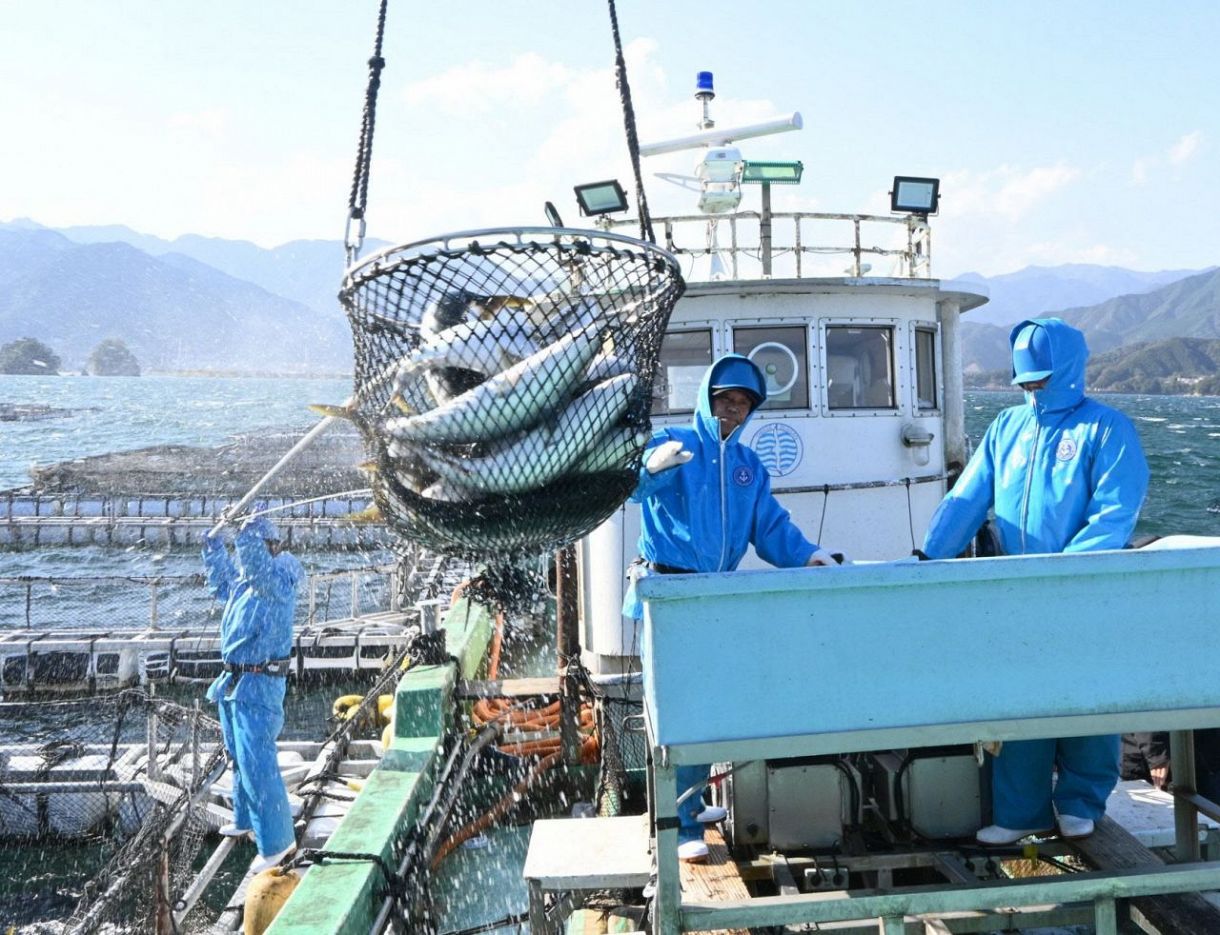 Owase Bay Farmed Yellowtail Winter Shipments Have Begun：中日新聞Web