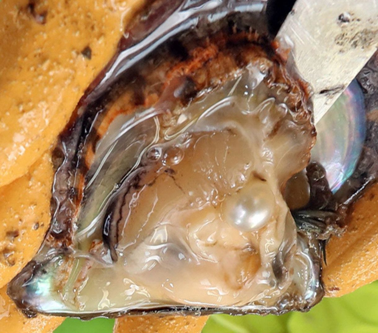 Project to turn pearl oyster shellfish meat used in pearl cultivation ...