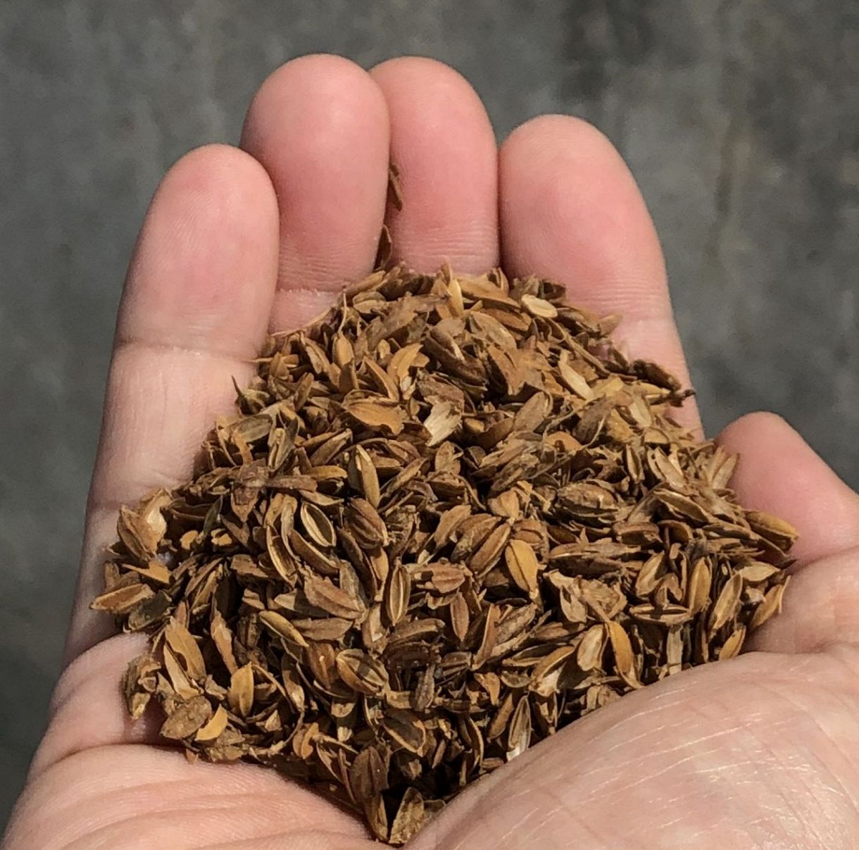 Project to turn pearl oyster shellfish meat used in pearl cultivation ...