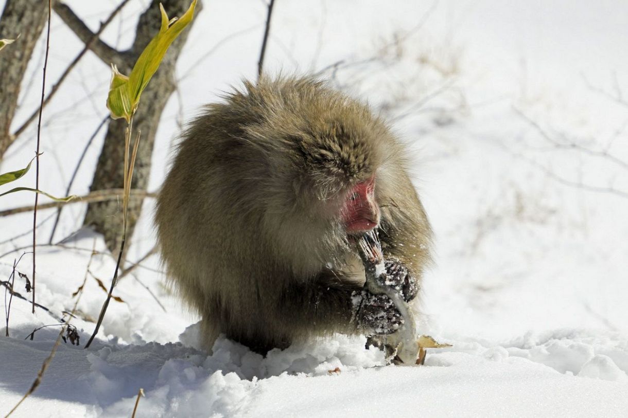 The world's first photo of fish-eating monkeys：中日新聞Web