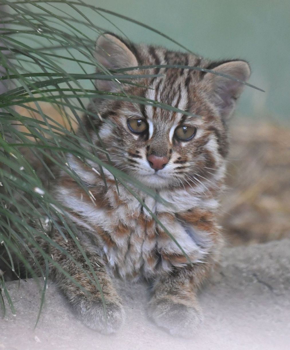 Tsushima leopard cat kittens are now open to the public for a limited ...