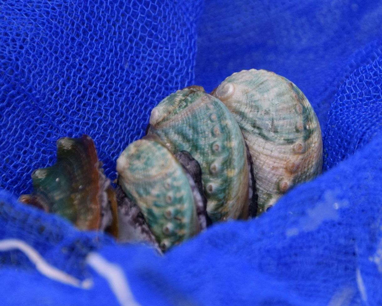 Fisheries High School Students Release Juvenile Black Abalone into the ...