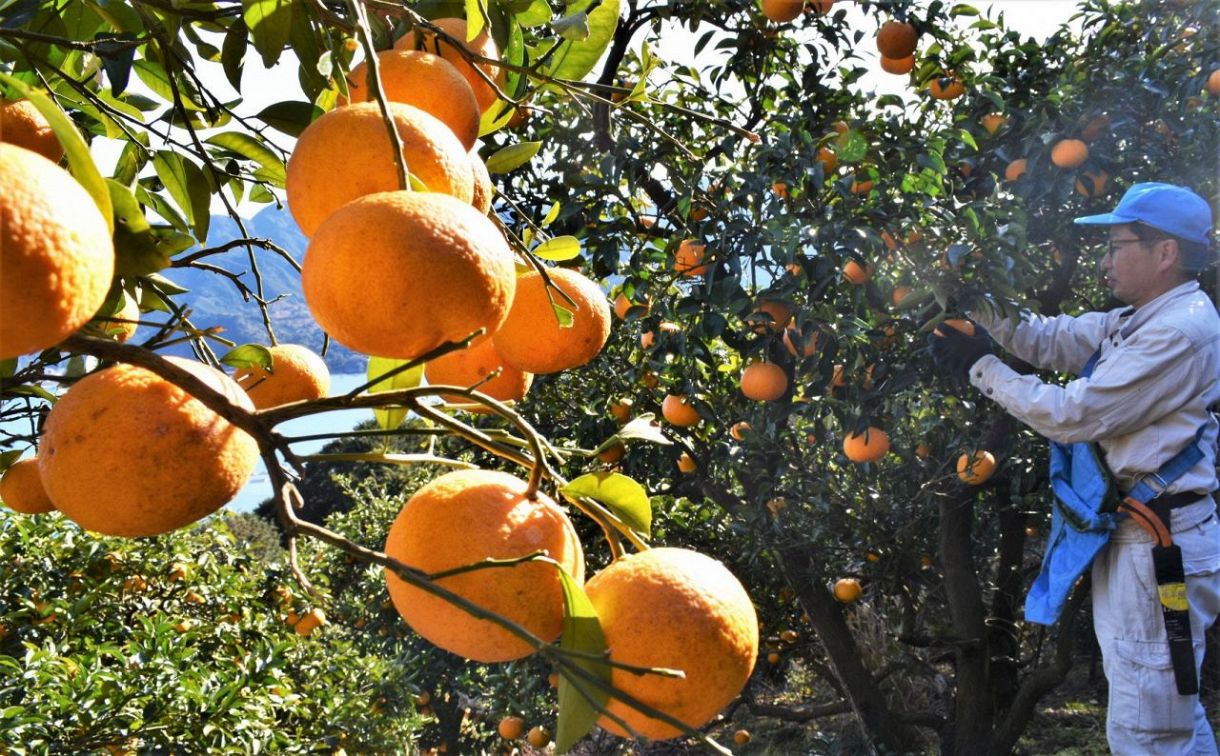 Harvest of sweet Watson pomelo is at its peak in southern Mie ...
