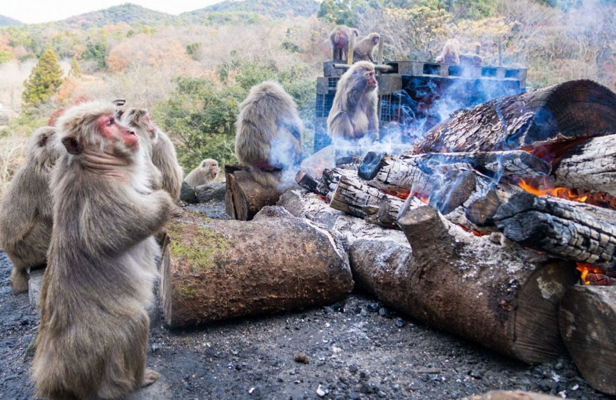 Japanese macaques are enjoying winter by roasting sweet potatoes over a ...