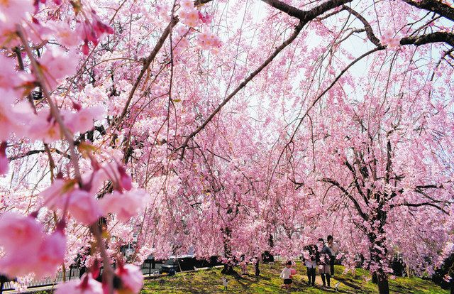 絶好の穴場 夜桜もOK」 リサイクルセンター高岡記念公園：北陸中日