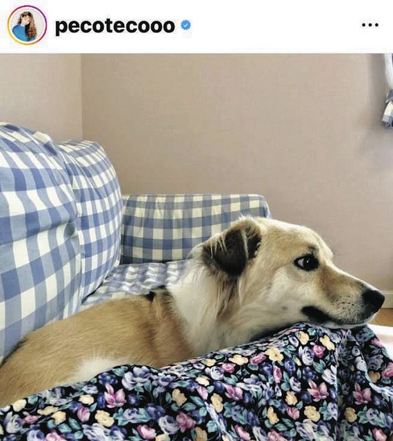 【写真】ぺこ（peco）の愛犬アリソンの横顔：中日スポーツ・東京中日スポーツ