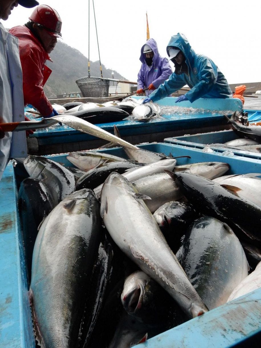 Winter yellowtail landings are booming!：中日新聞Web