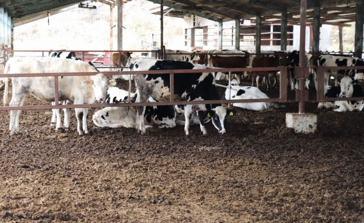 Technology Developed to Quickly Return Cattle Manure to Soil：中日新聞Web
