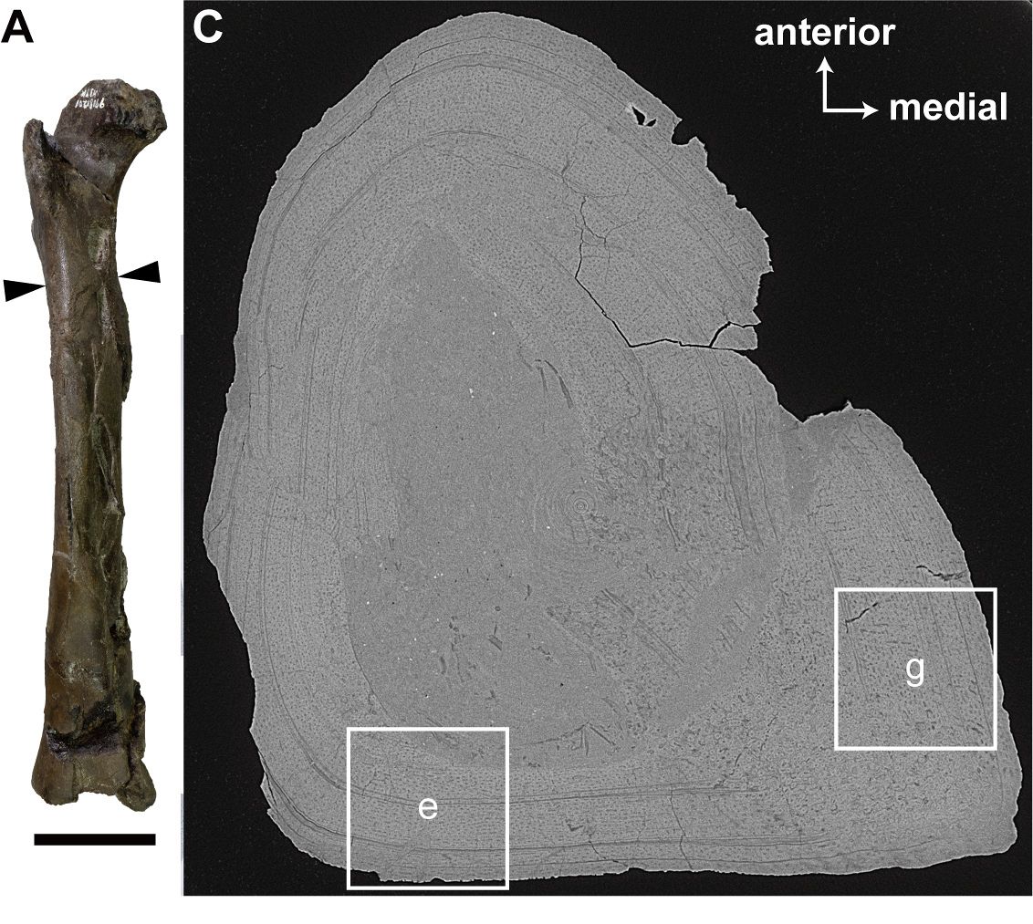 Bone Tissue of Dinosaur Fossils Photographed without Cutting：中日新聞Web