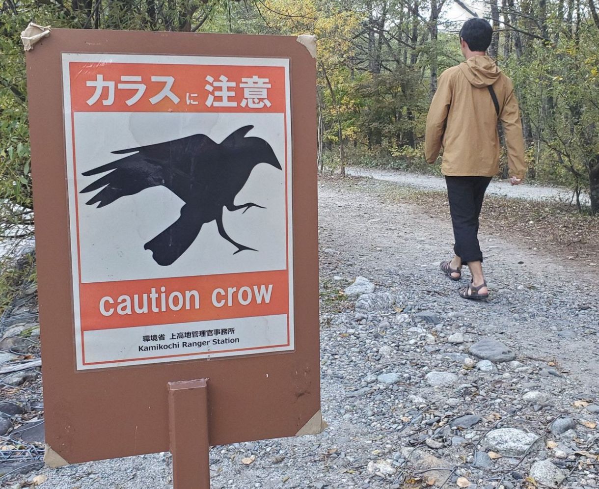 Crows taking food from tourists：中日新聞Web