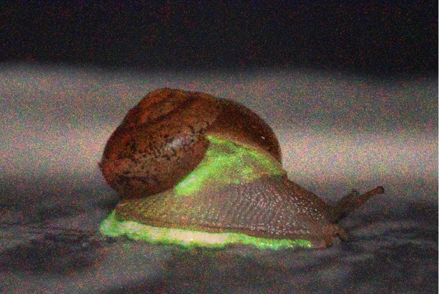 Five New Species of Luminescent Snails Discovered：中日新聞Web