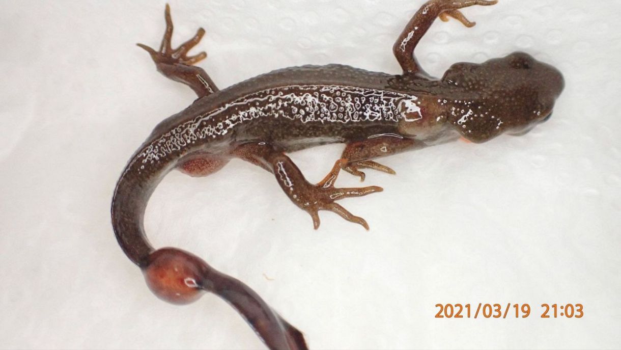 Amphibian Suffering from Dermocystid Infection Confirmed for the First ...