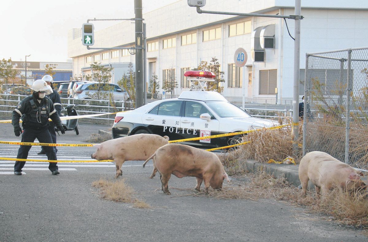 【動画】トラック荷台から豚14頭が逃走、追いかける署員 西尾東IC―中原IC間を一時通行止め：中日新聞Web