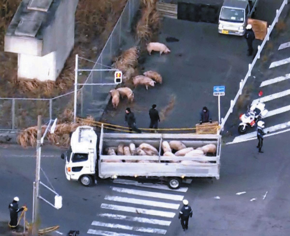 トラック荷台からブタ14頭逃走、追いかける署員 西尾東IC―中原IC間を一時通行止め：中日新聞Web