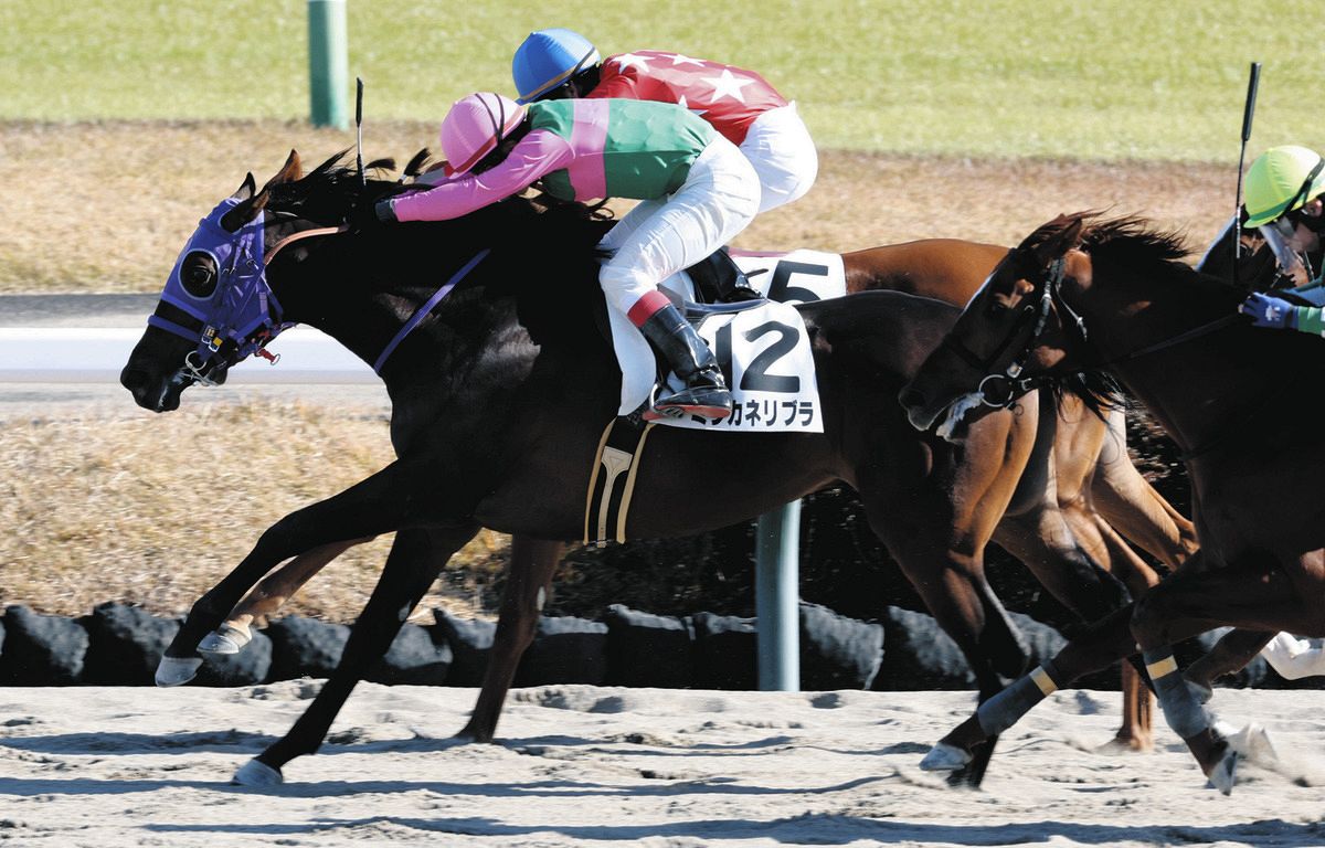 【中山6R新馬】7番人気のミツカネリブラ、ゴール寸前で2着馬を差し切る「力がある、この先楽しみ」：中日スポーツ・東京中日スポーツ