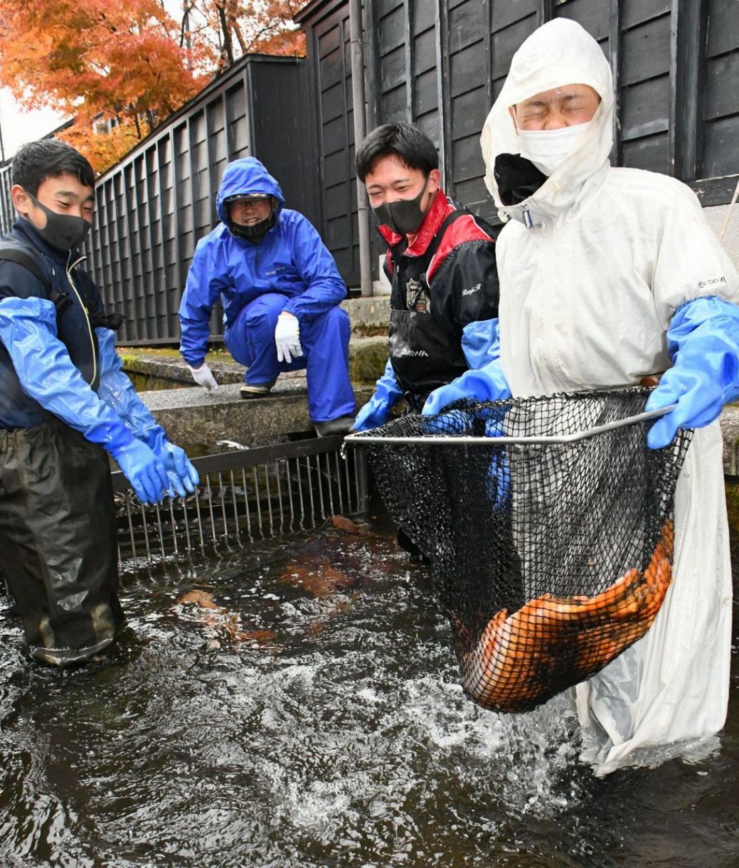 More than 1,000 carp were "relocated" in Hida City, Gifu Prefecture：中日新聞Web