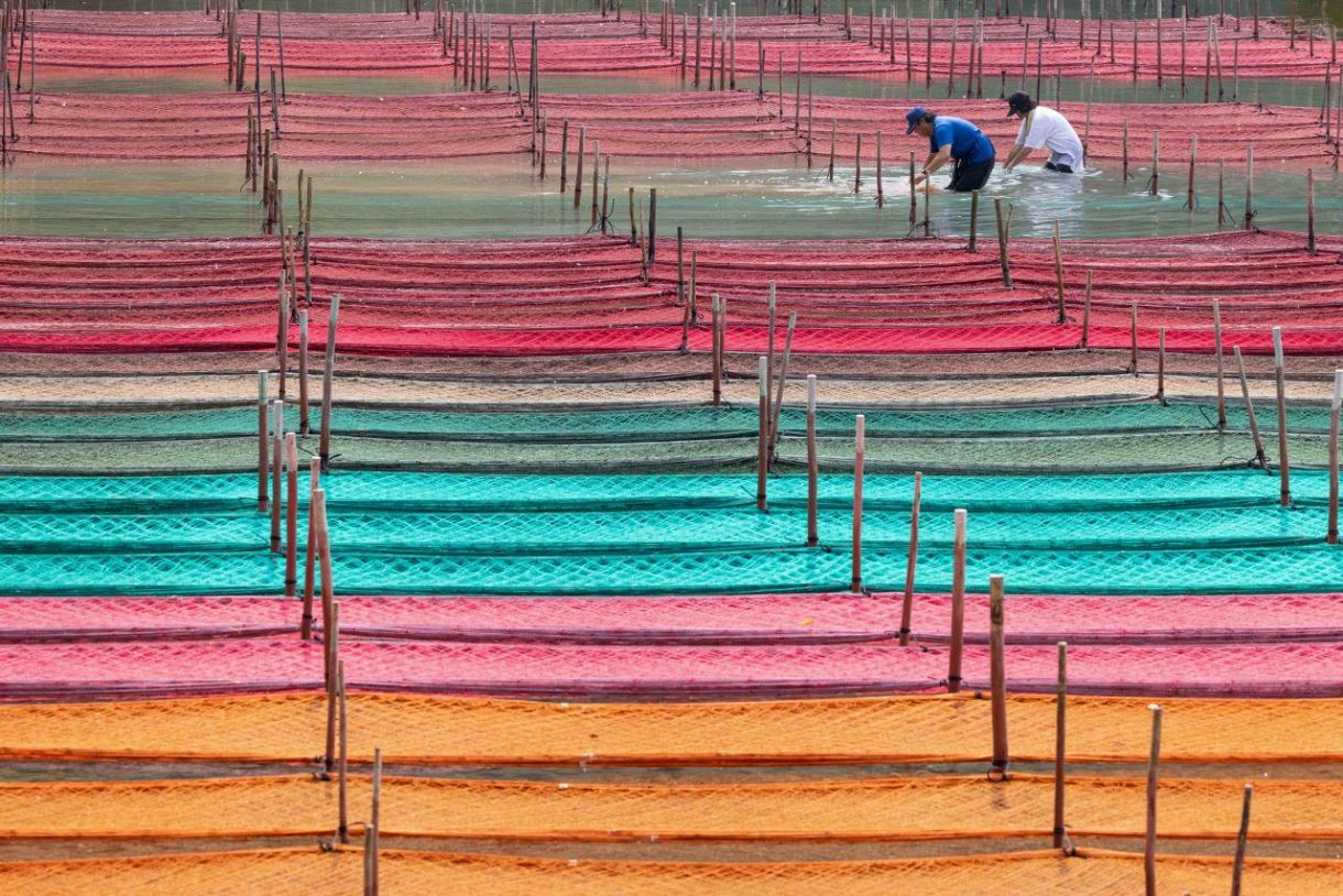 Aosa Nori Seeding at its Peak：中日新聞Web