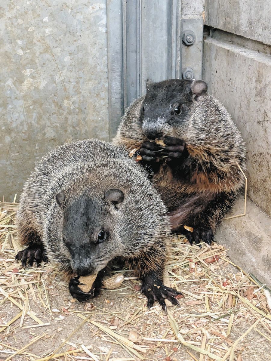 ウッドチャックとワラビー仲間入り いしかわ動物園『きょう公開 会いに来て』：北陸中日新聞Web