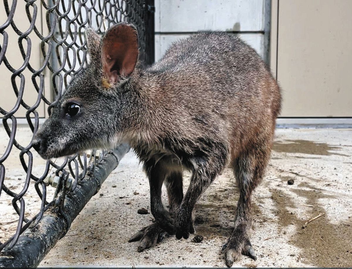 ウッドチャックとワラビー仲間入り いしかわ動物園『きょう公開 会いに来て』：北陸中日新聞Web